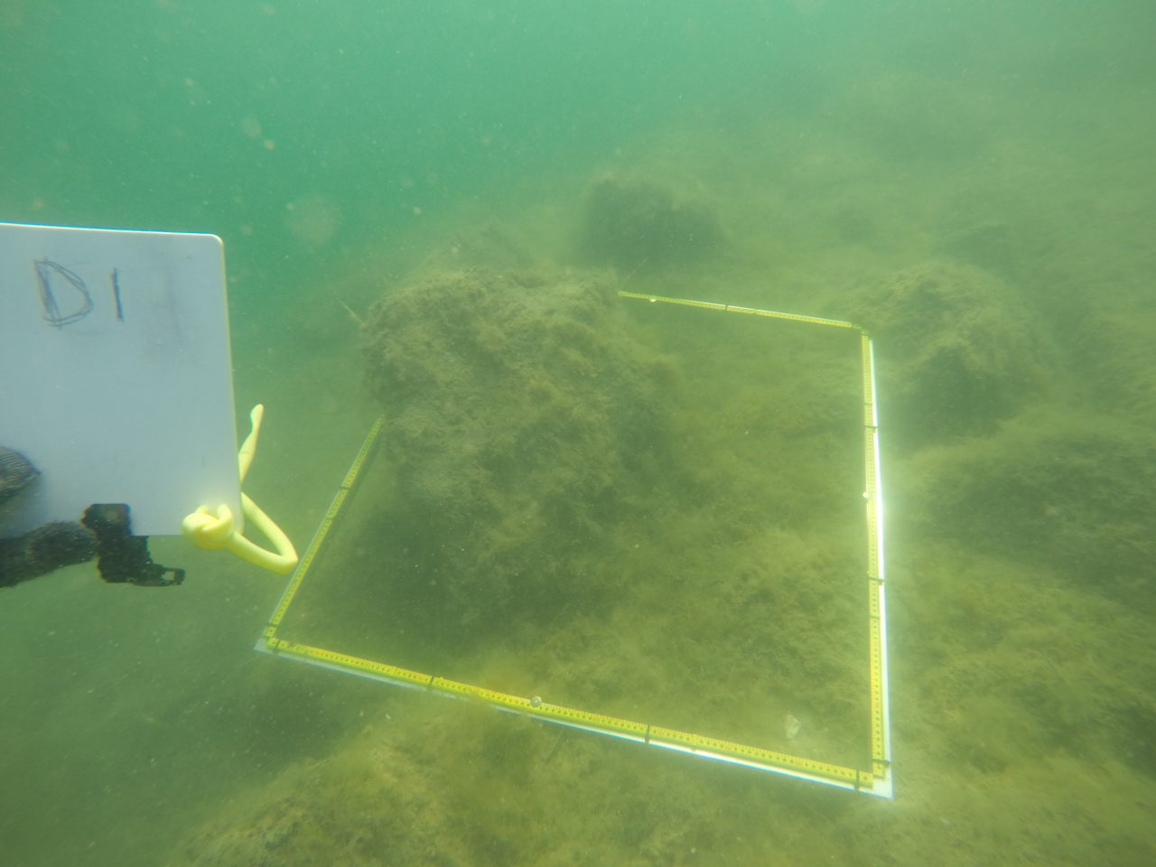 Underwater Inspection & Survey Services | Deep Bight Marine